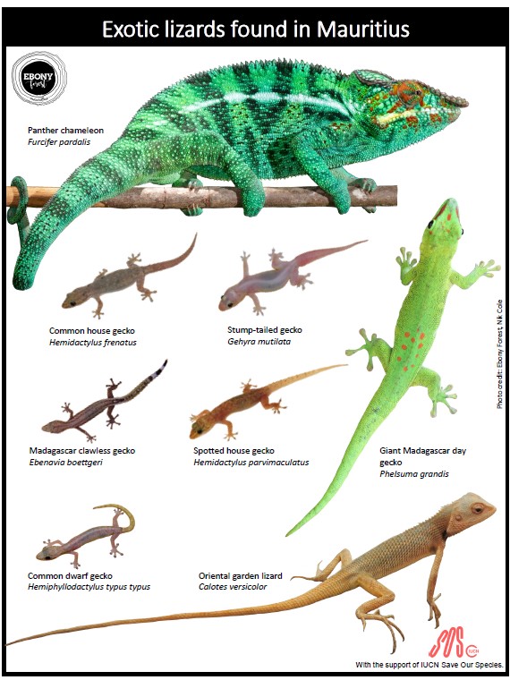 Reptile Conservation in Mauritius | Ebony Forest